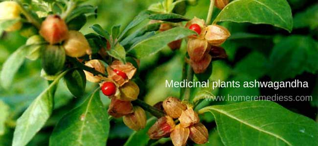 Ashwagandha, la reine des plantes antistress de l’Ayurvéda