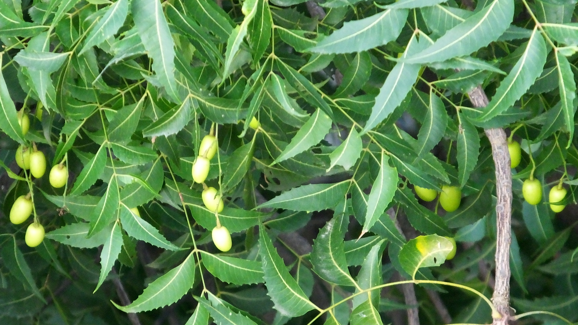 Neem, la plante ayurvédique aux vertus polyvalentes